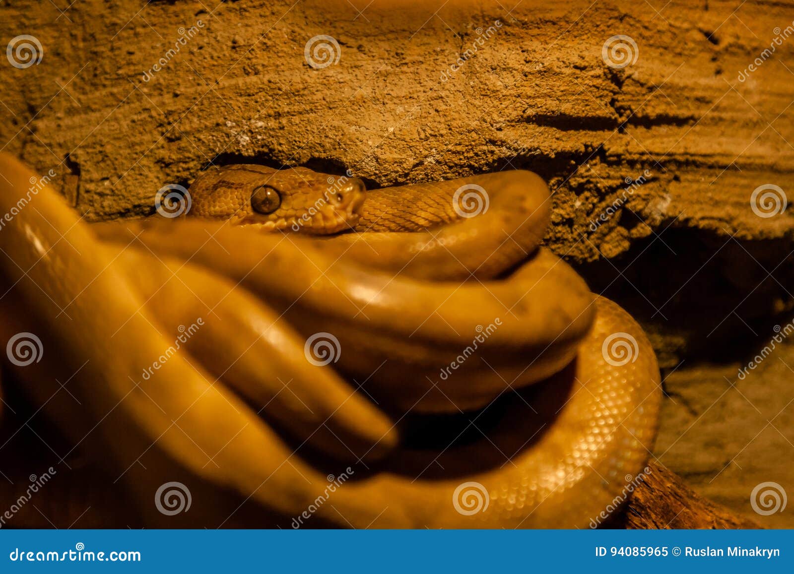 Snake rolled into a ball stock image. Image of rattlesnake - 94085965
