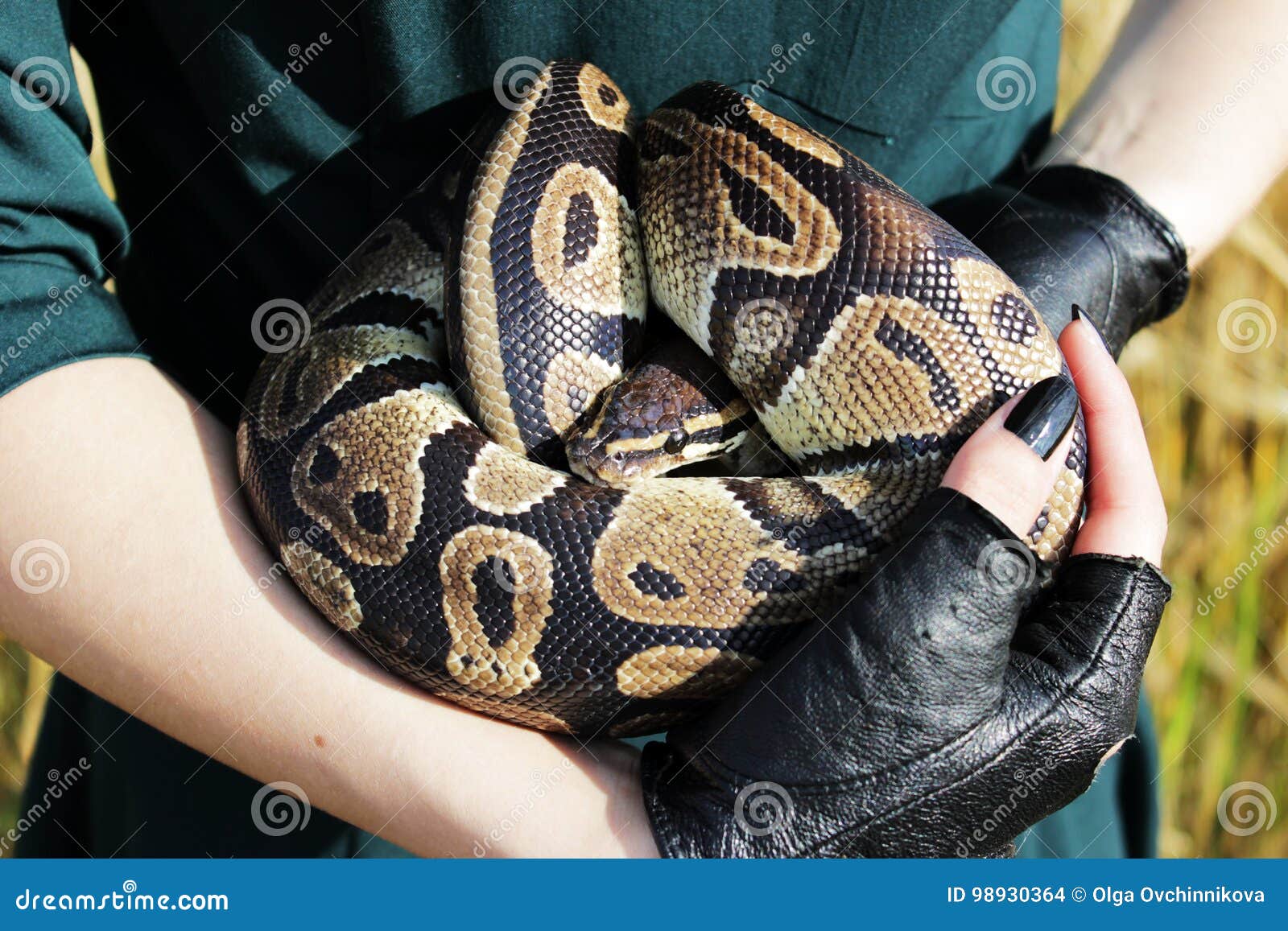 Snake Royal Python, or Ball Python Python Regius in the Arms of the ...