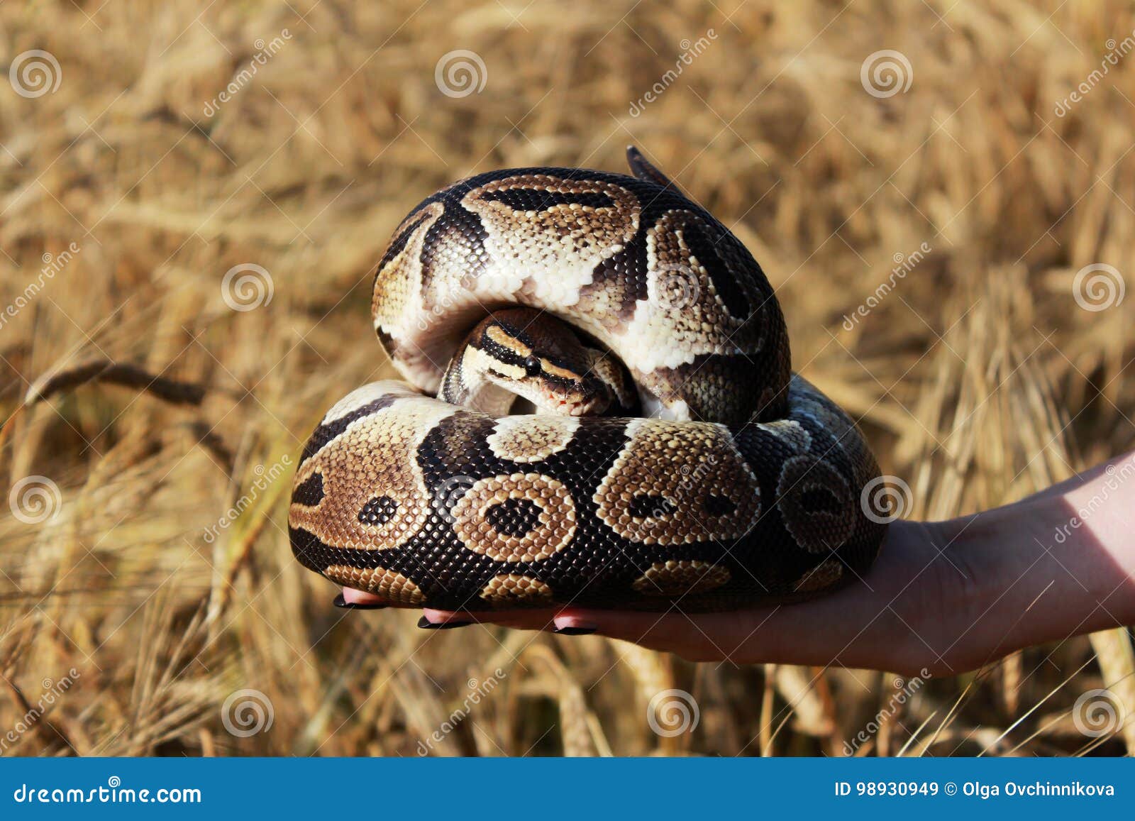 The Snake Royal Python, or Ball Python Regius Rests on the Hands of a ...