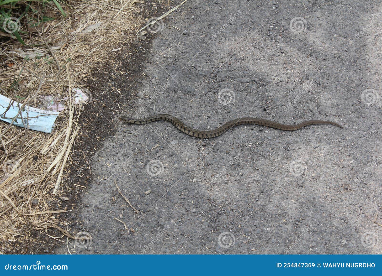 Snake Run into Side of Road Scary Stock Image - Image of snake, scary ...