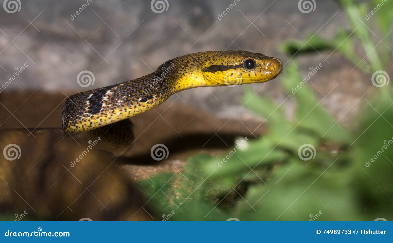 Snake s head stock image. Image of fearful, fauna, reptile - 74989733