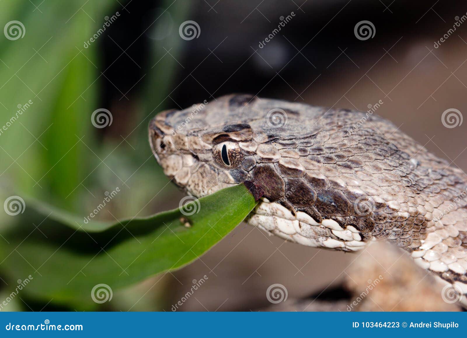 The snake`s head, close-up stock image. Image of behavior - 103464223