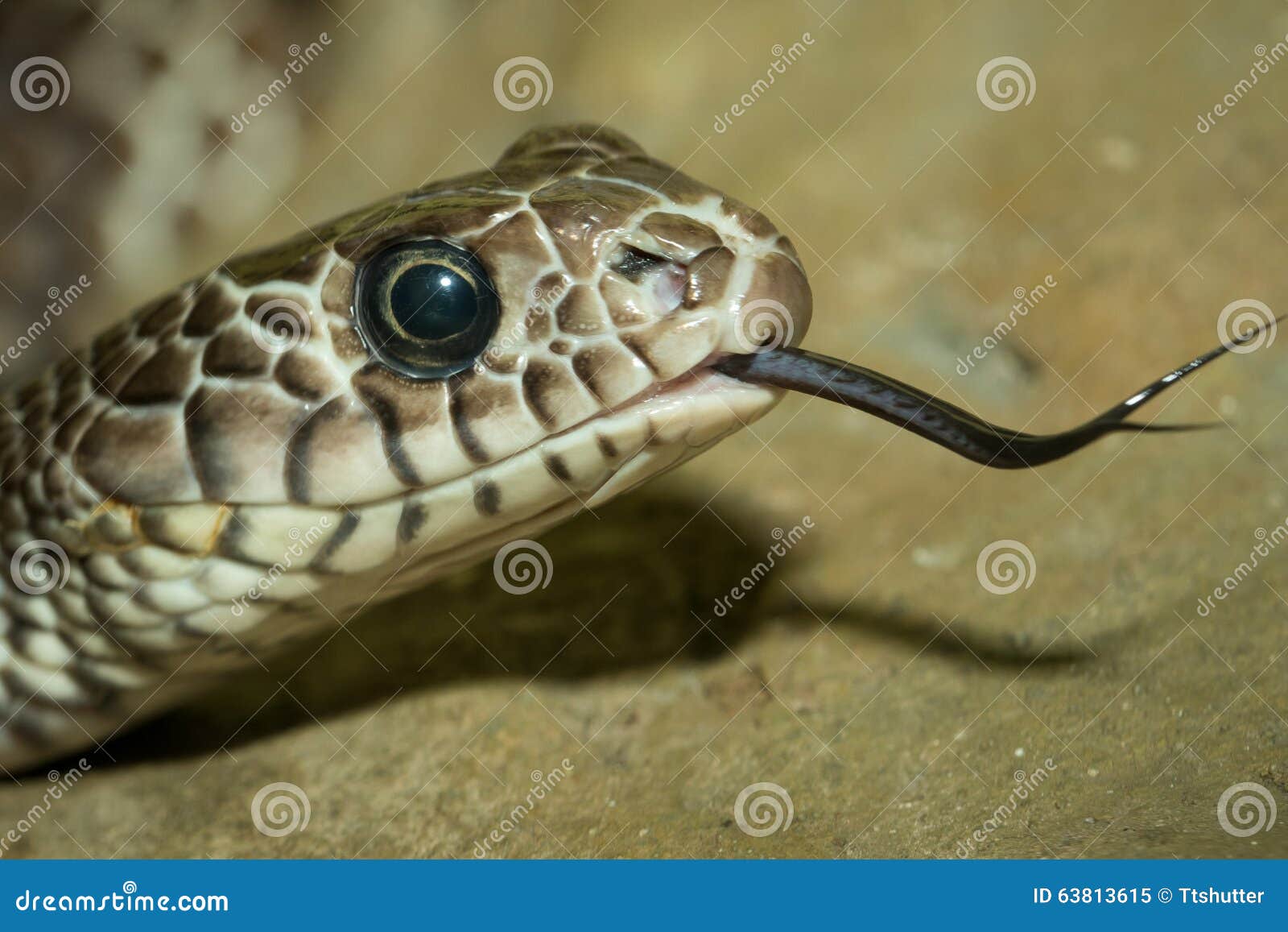Snake s head stock image. Image of mouth, life, asia - 63813615