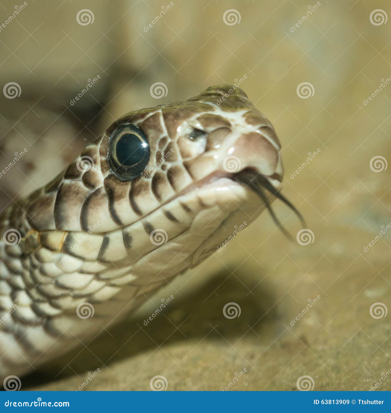 Snake s head stock image. Image of animal, asia, habitat - 63813909