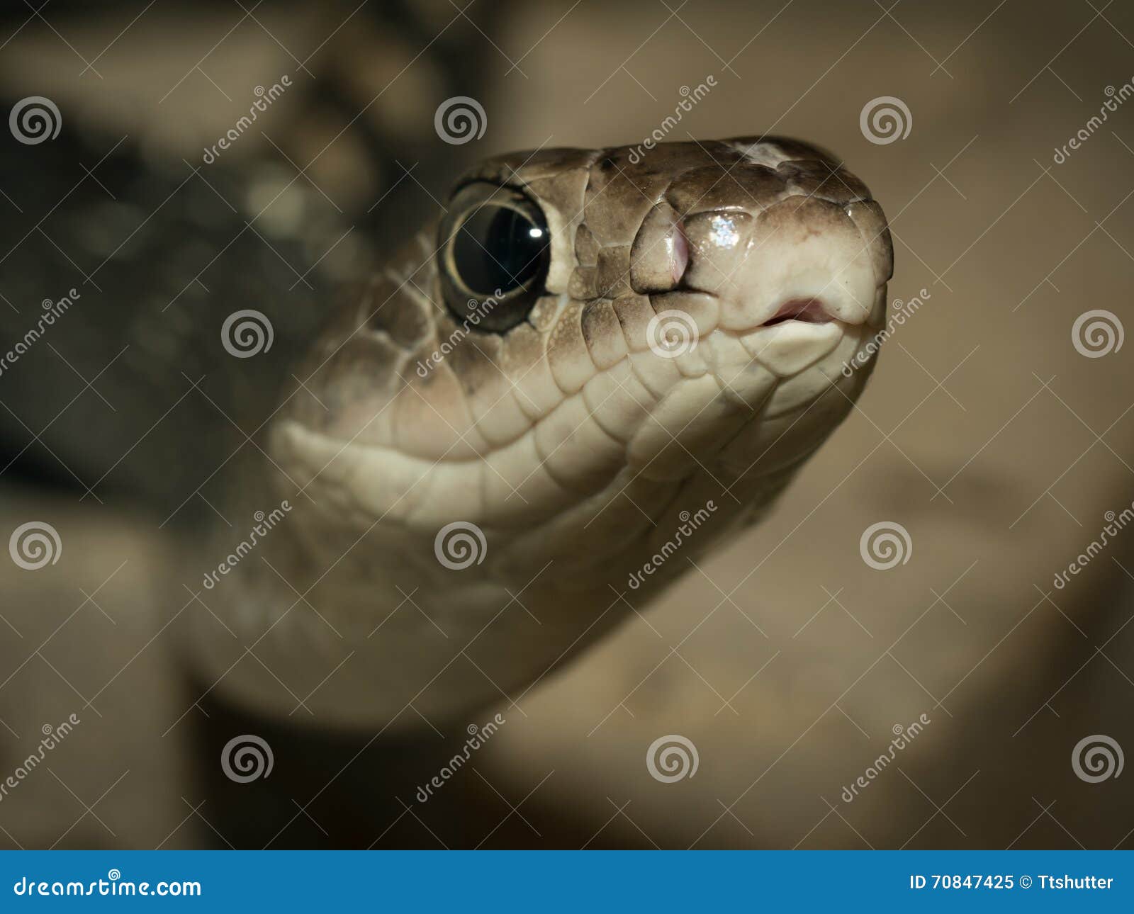 Snake s head stock image. Image of fauna, brown, dark - 70847425