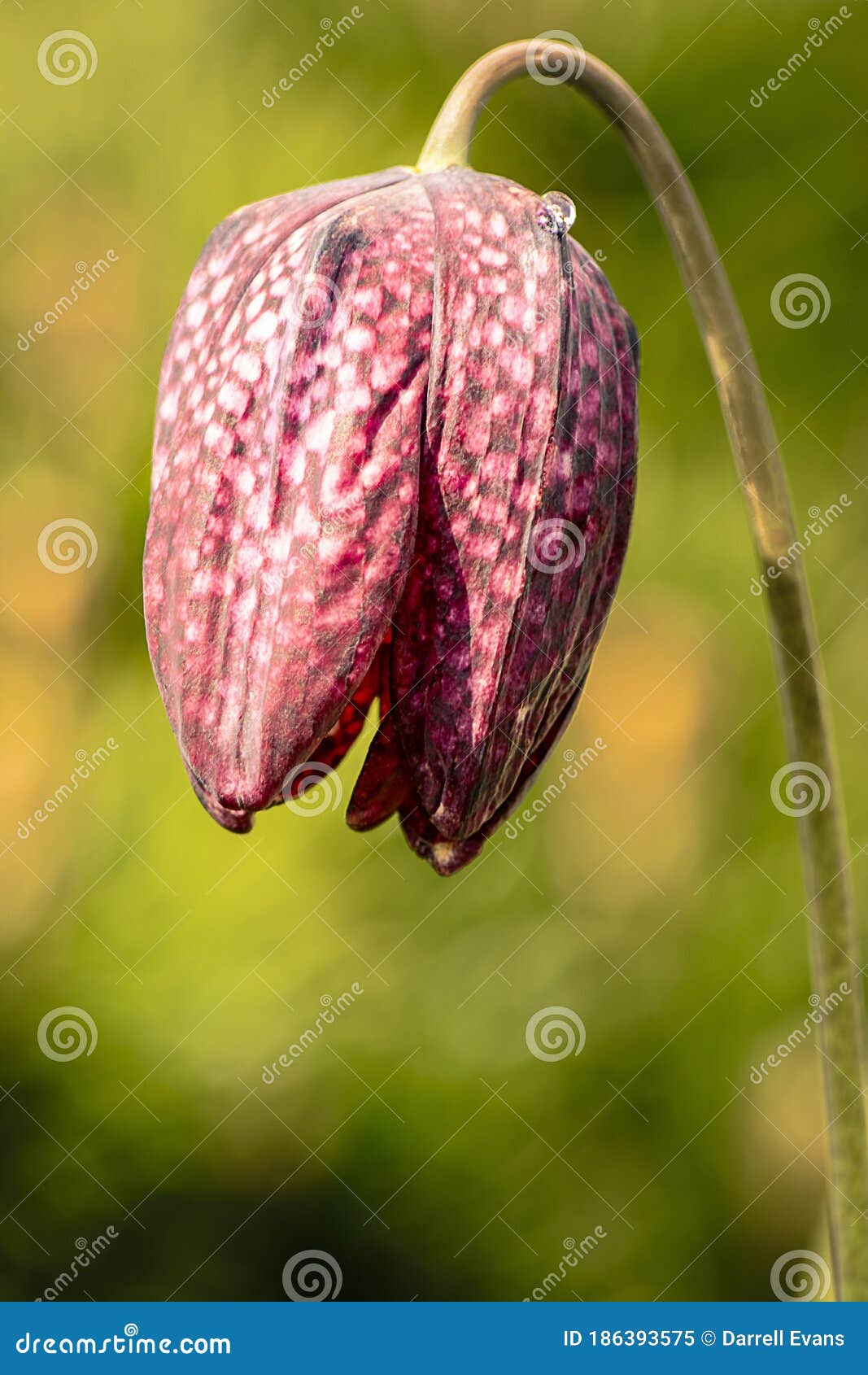 Chequered Snakes Head Fritillary Stock Image - Image of head, chequered ...