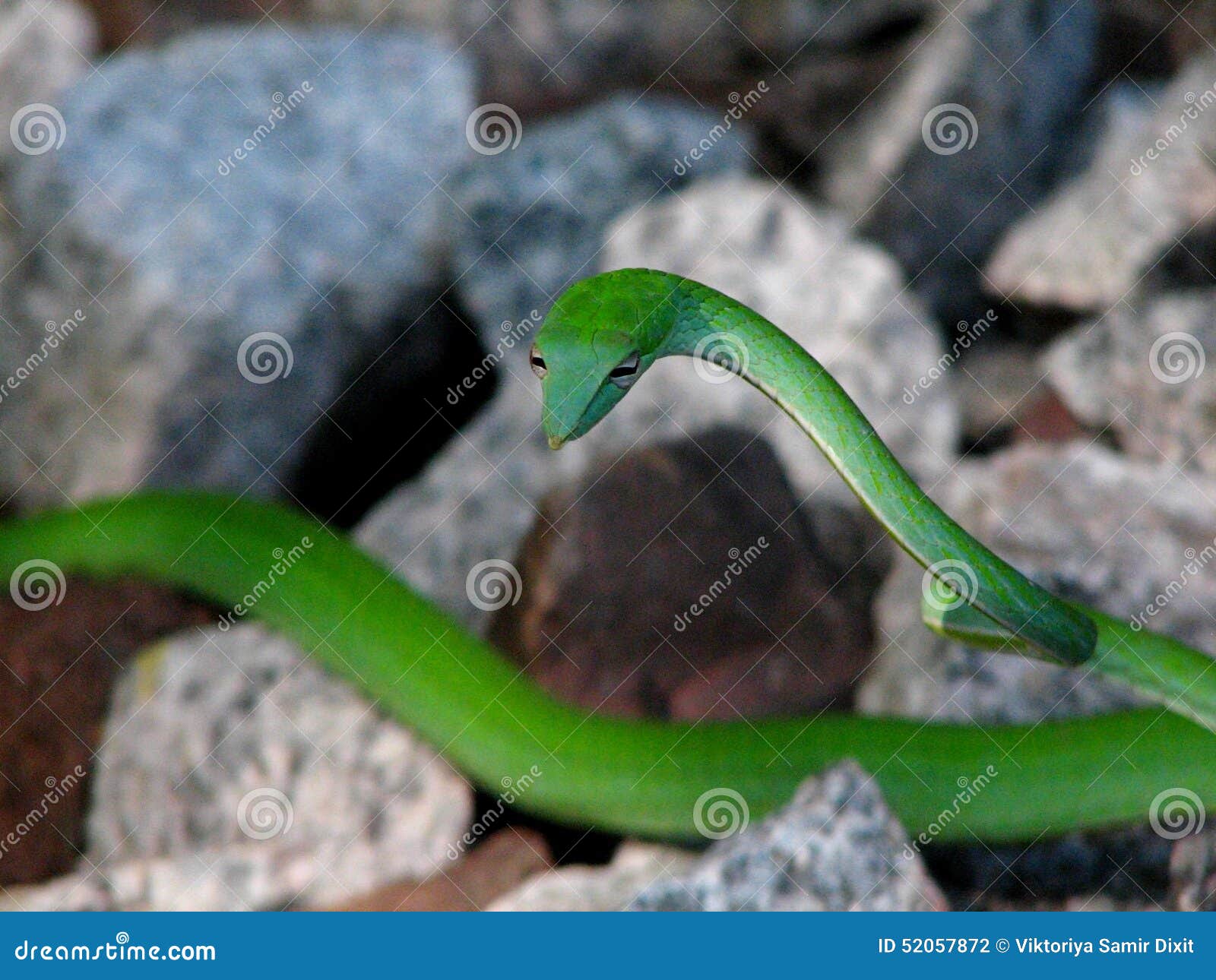 Snake s Hello stock photo. Image of stouns, reptile, morning - 52057872