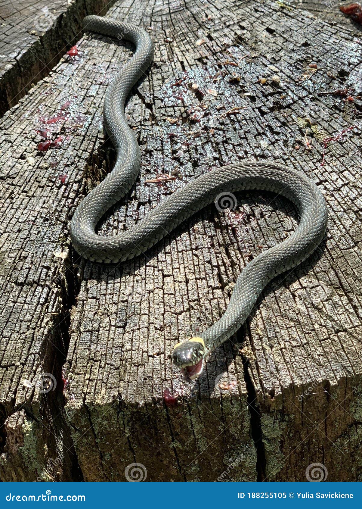 Snakeâ€™s smile stock image. Image of snake, wildworld - 188255105