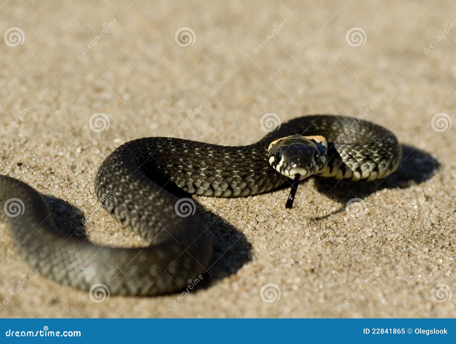 A snake on sand stock image. Image of sand, reptiles - 22841865