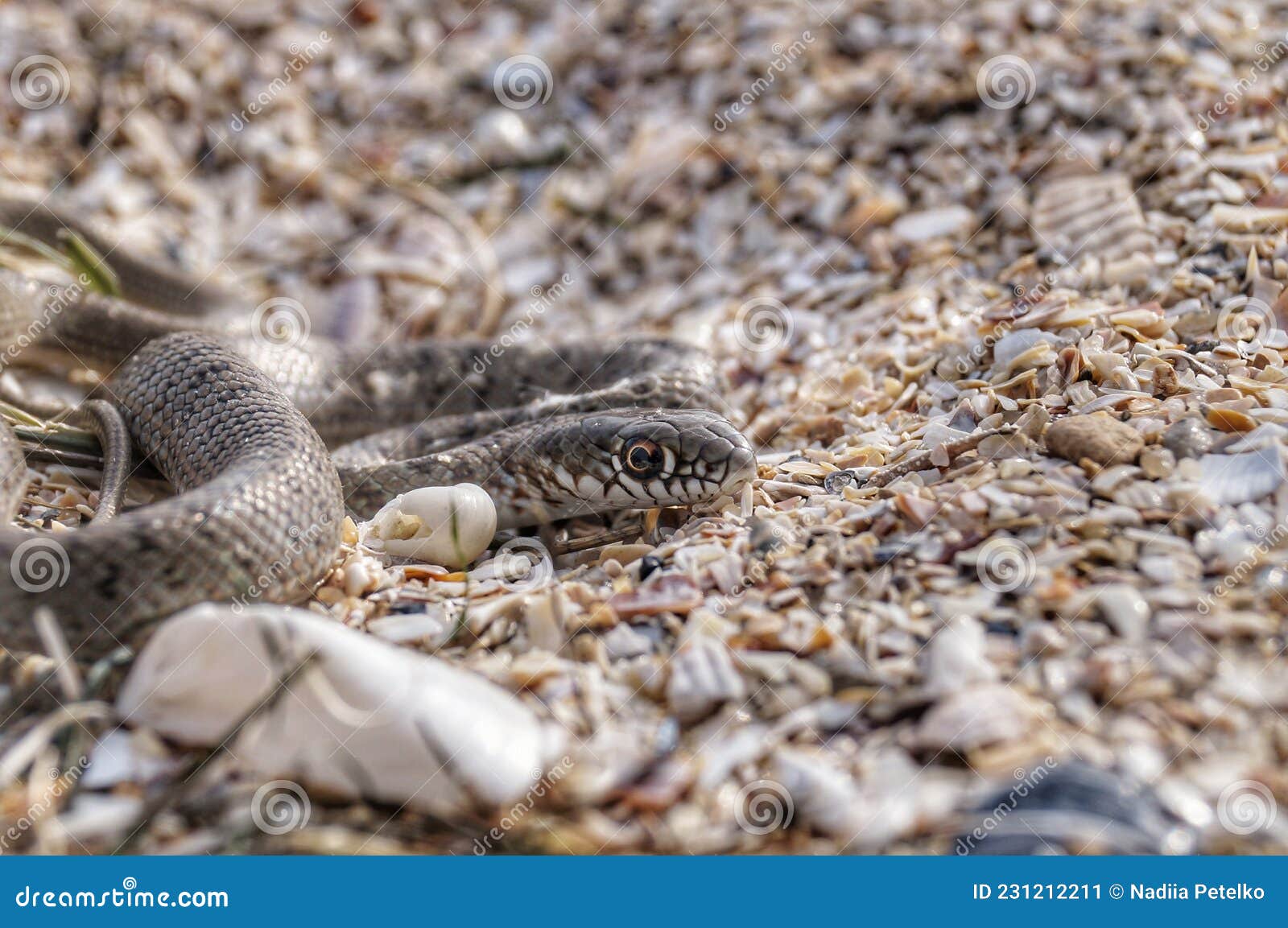 Snake on the sand beach stock image. Image of animal - 231212211