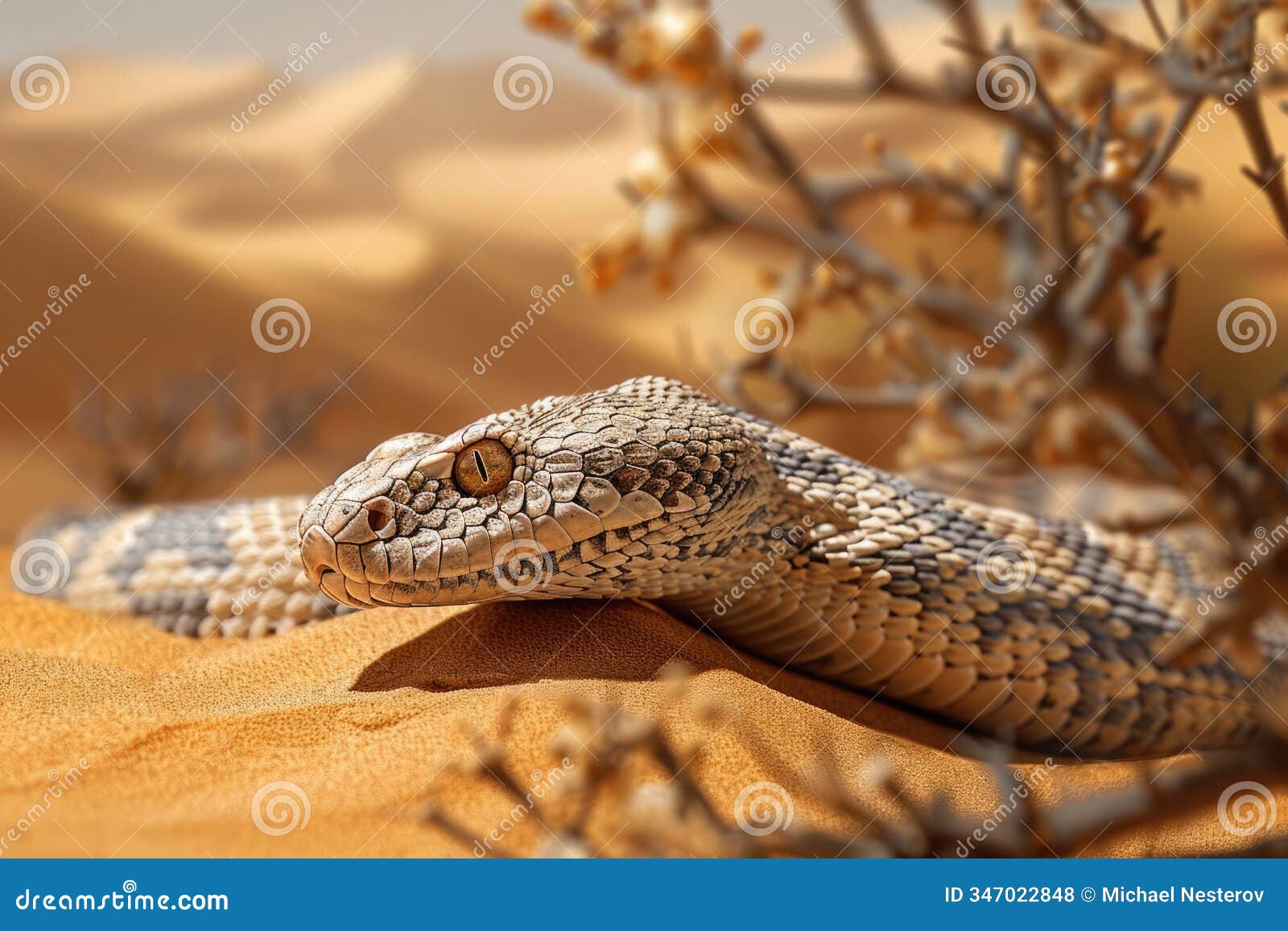 Snake on the Sand in the Desert Stock Photo - Image of rare, wild ...
