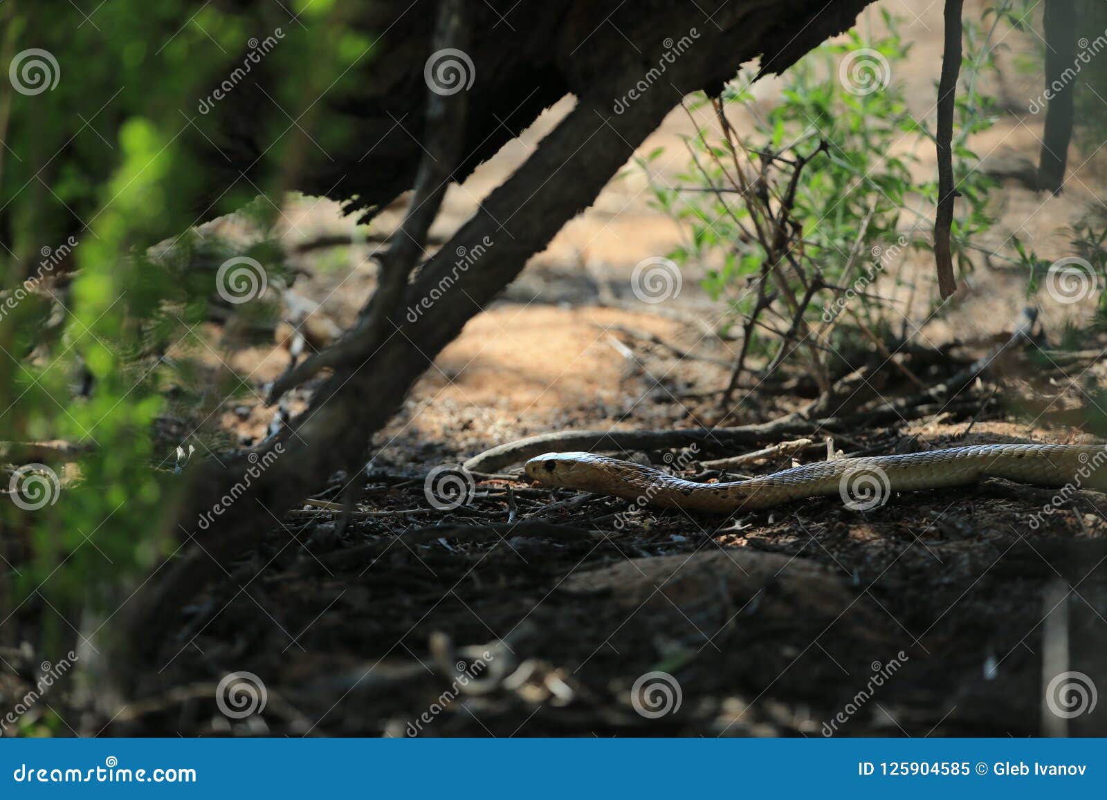 Snake in Savannah in Namibia Stock Image - Image of wildlife, reptile ...