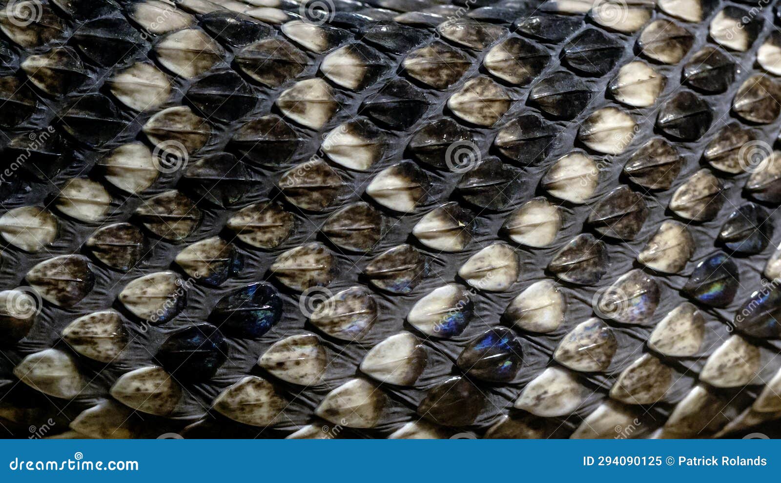 Snake Scale Background Texture Stock Image - Image of dangerous, iron ...