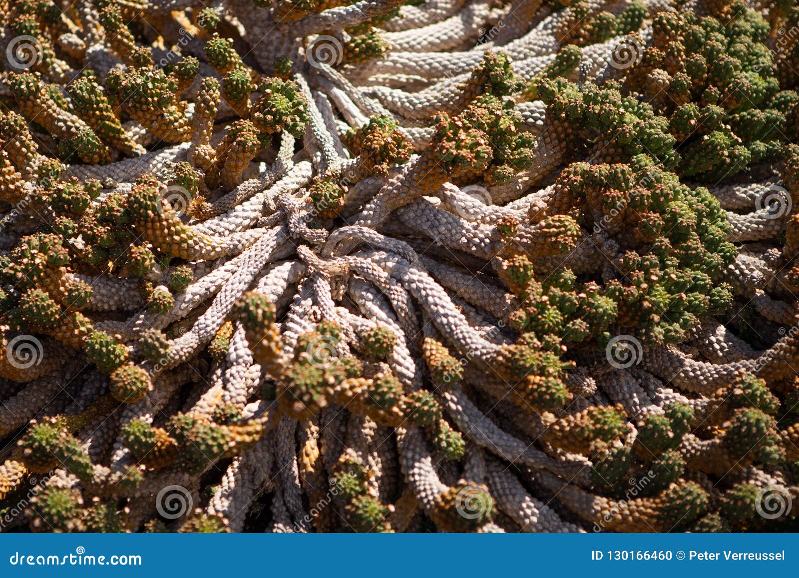 Snake shaped cactus stock photo. Image of ground, close - 130166460