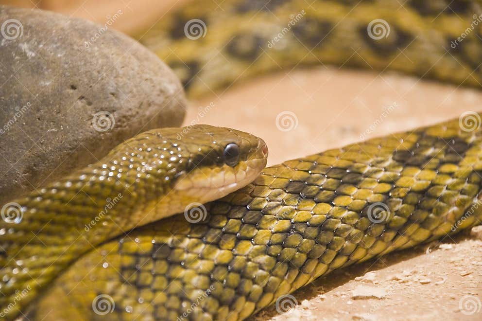 Snake shot in terrarium stock photo. Image of color, nature - 4781740