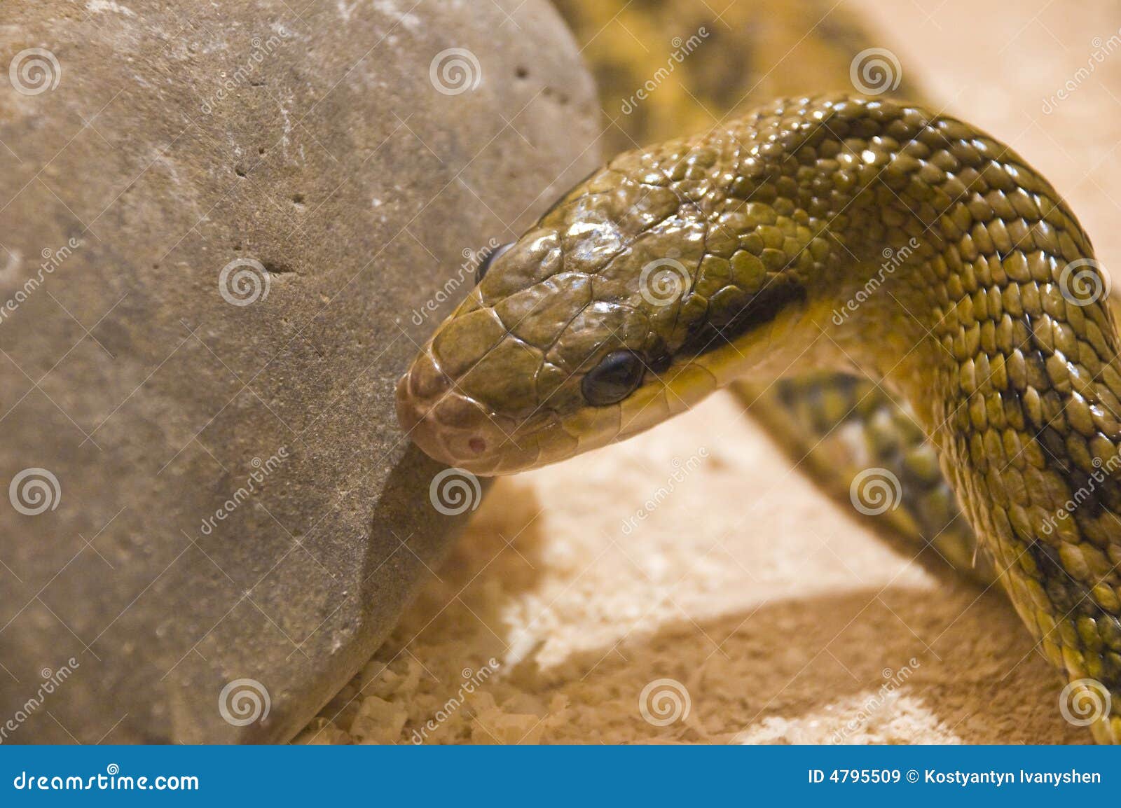 Snake Shot In Terrarium Picture. Image: 4795509
