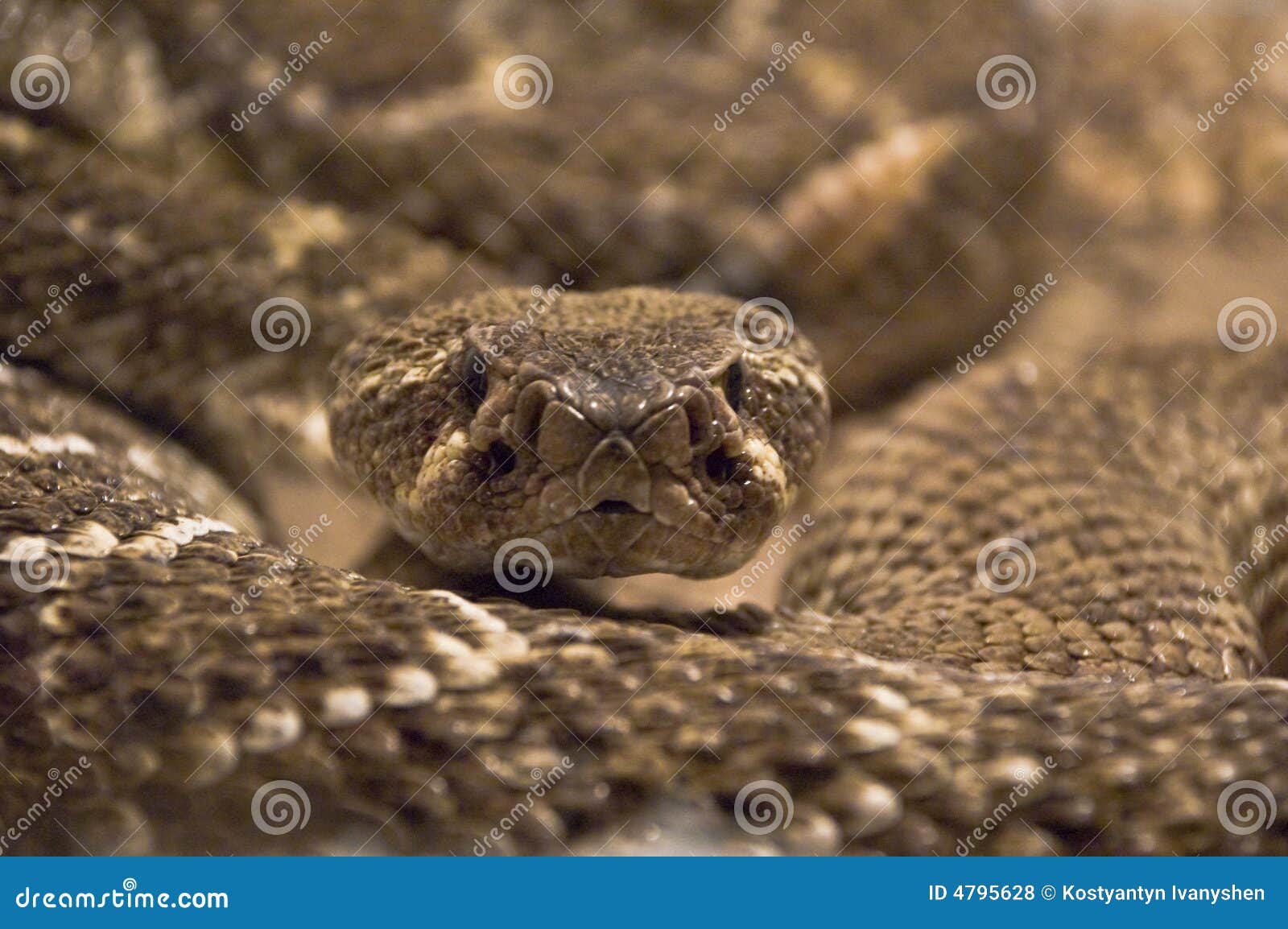 Snake shot in terrarium stock photo. Image of cpattern - 4795628