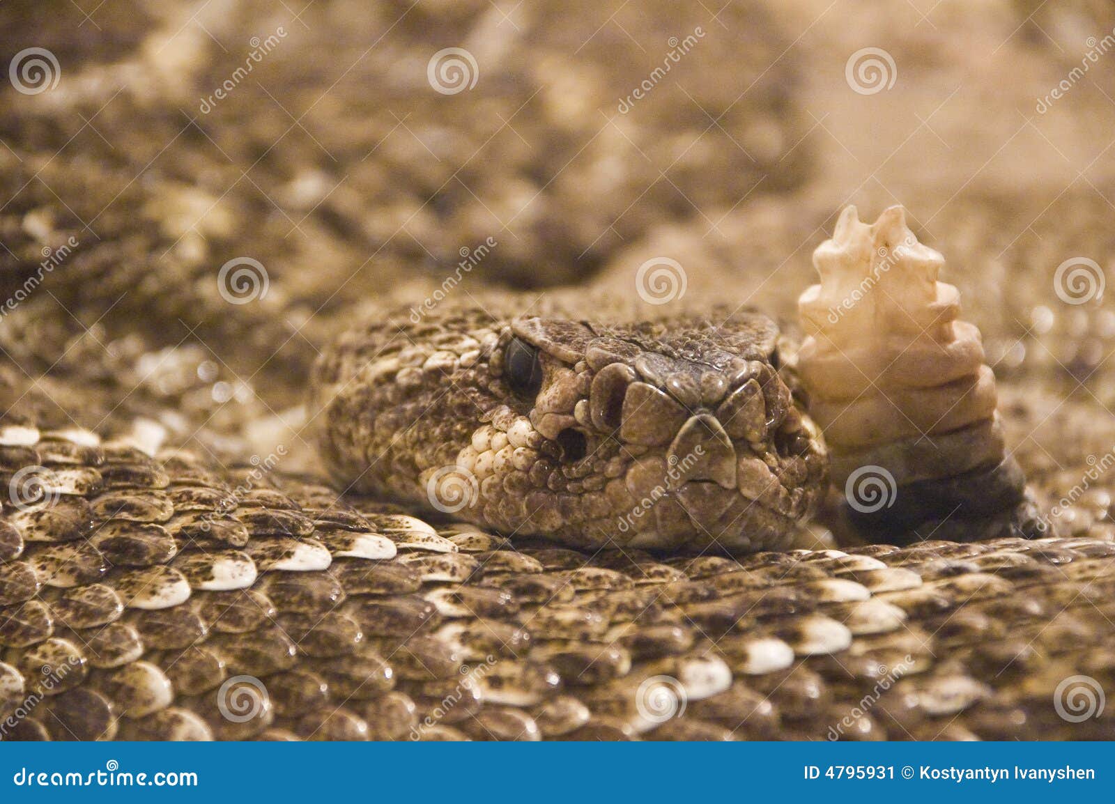 Snake shot in terrarium stock image. Image of legless - 4795931