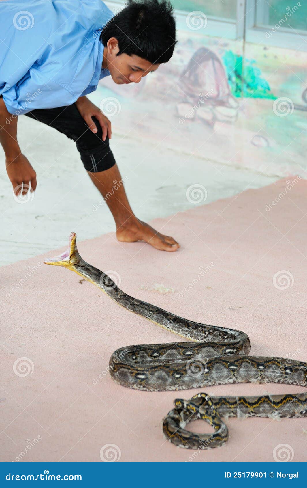 Snake show editorial photo. Image of kiss, viper, performance - 25179901