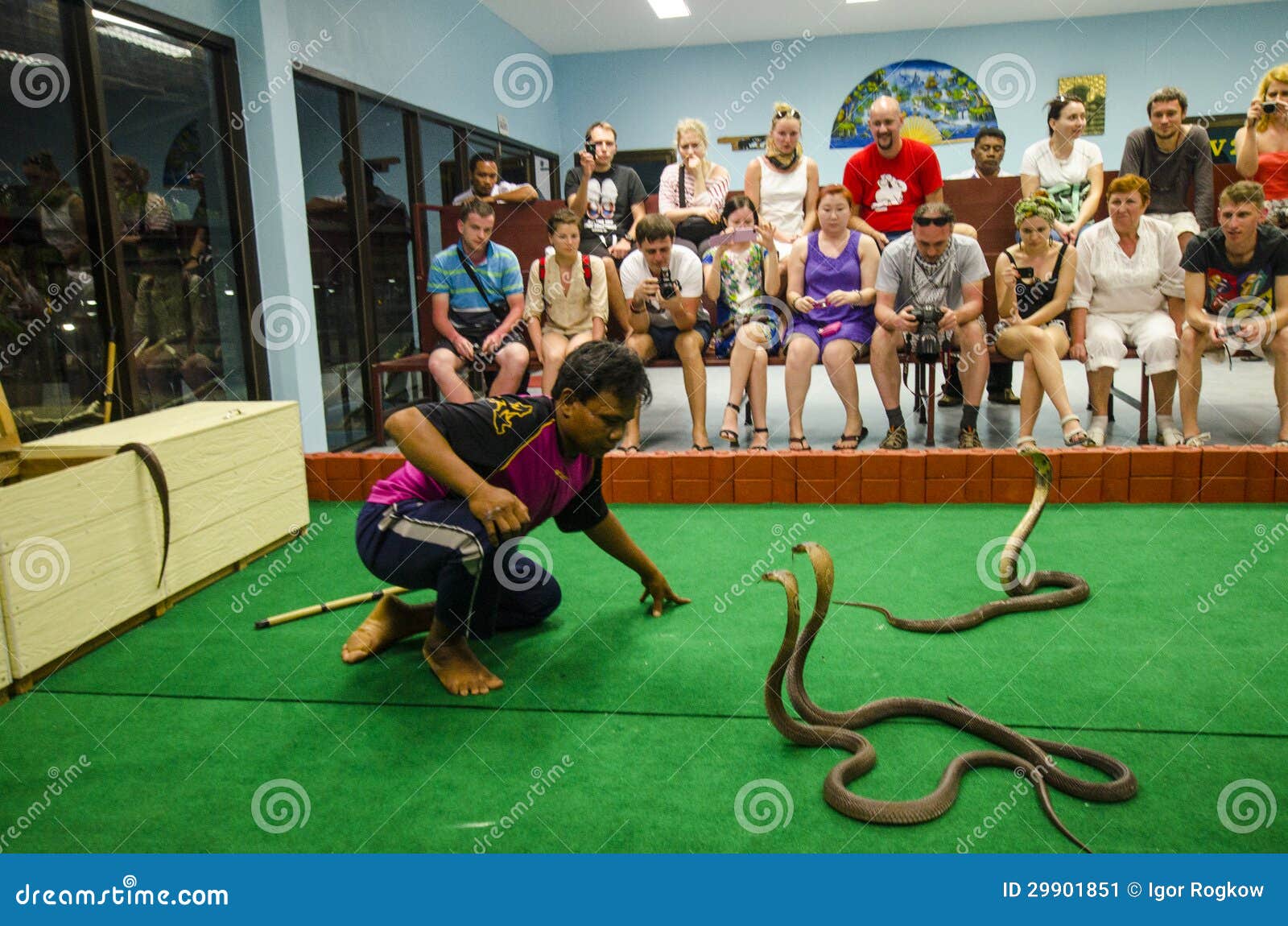 Snake show editorial photo. Image of closeup, outdoors - 29901851