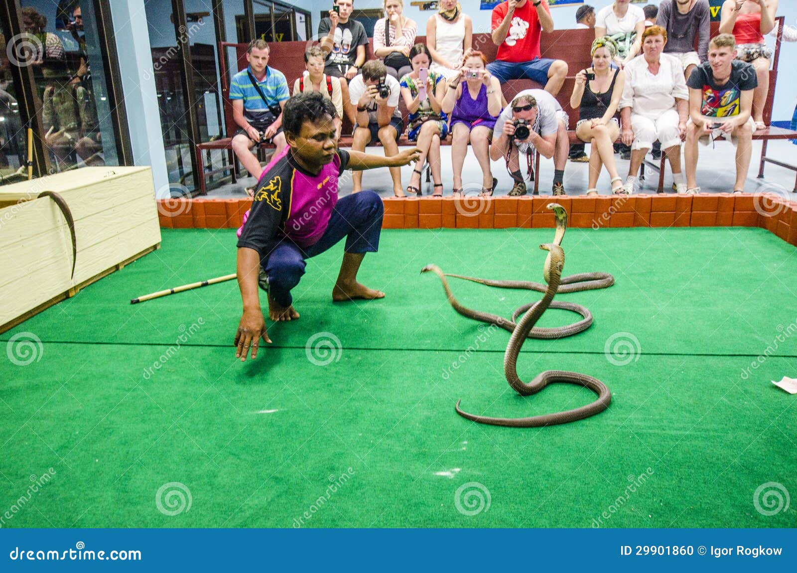 Snake show editorial image. Image of closeup, entertainment - 29901860