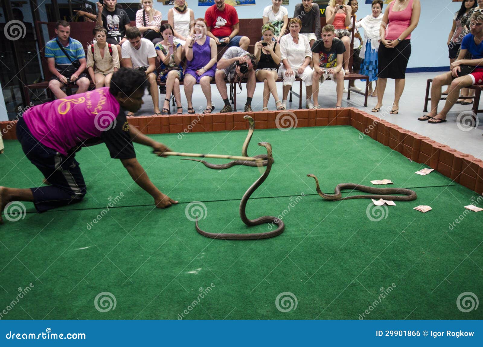 Snake show editorial photo. Image of animals, entertainment - 29901866
