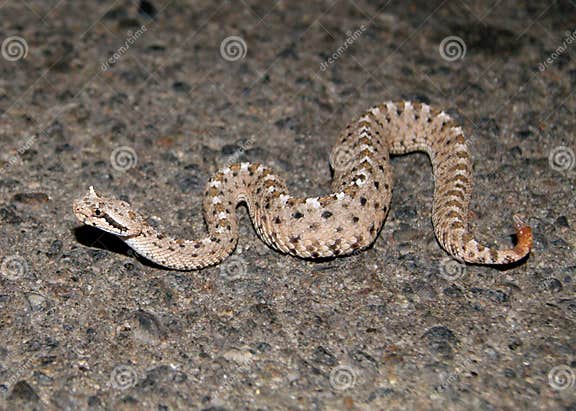 Snake Sidewinding Across the Road, Sidewinder Stock Image - Image of ...