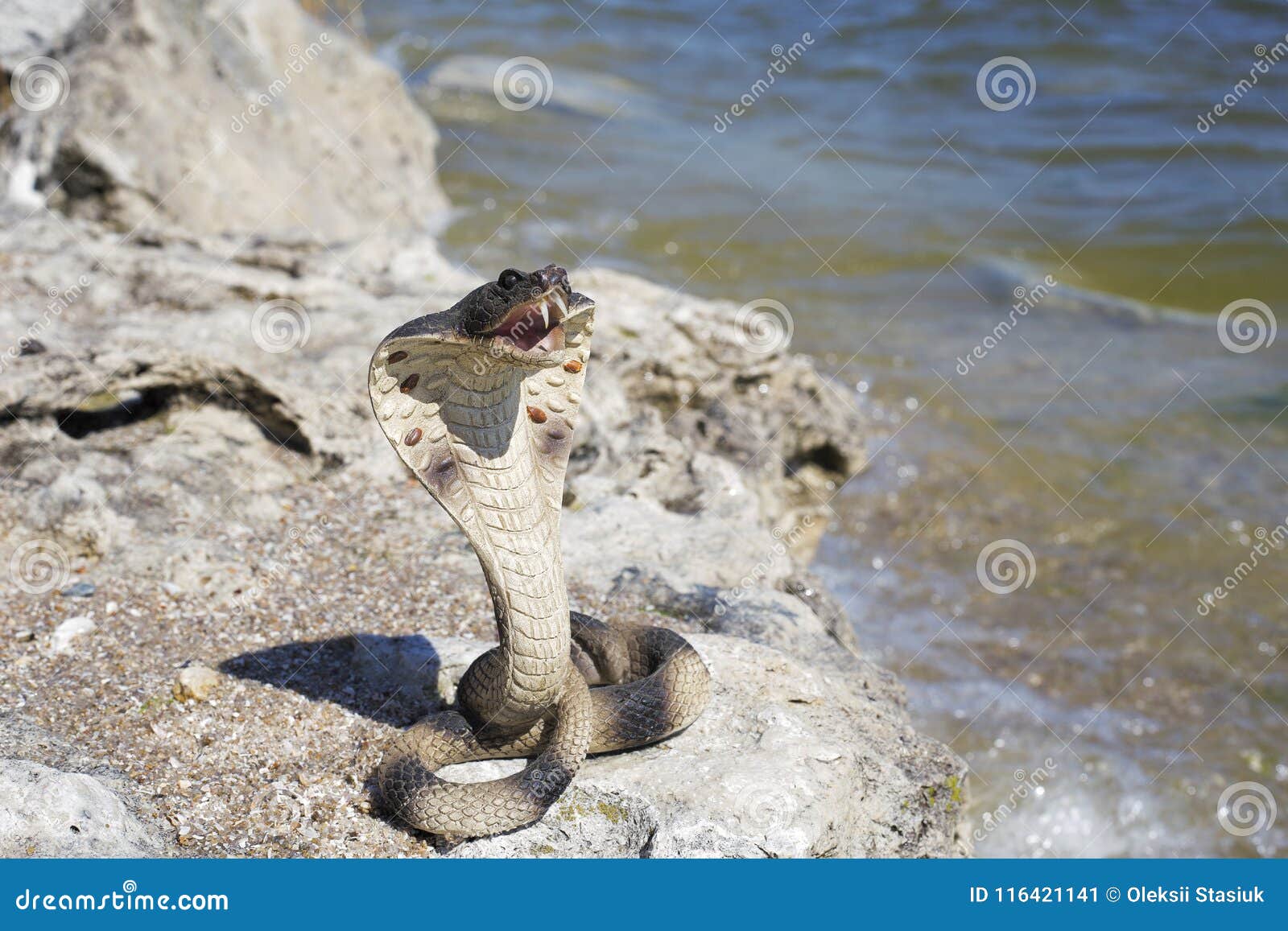 Snake sitting on a rock stock image. Image of grass - 116421141