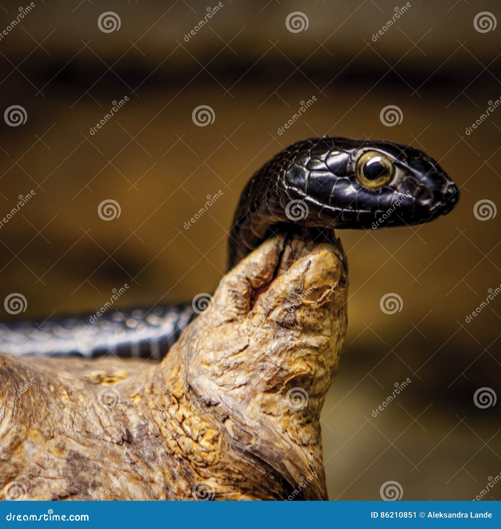 Snake In Skansen Zoo Royalty-Free Stock Photography | CartoonDealer.com ...