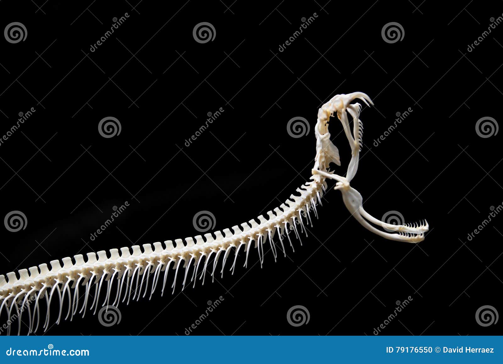 Snake Anatomy Education Stock Photos - Free & Royalty-Free Stock Photos ...