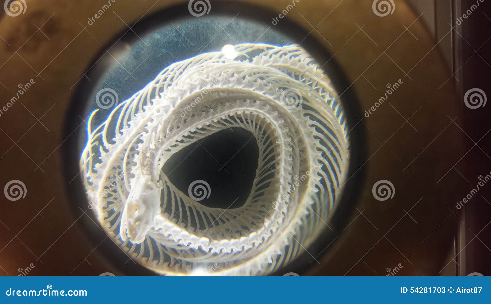 Snake Skeleton Of King Cobra (Ophiophagus Hannah), The World's L Stock ...