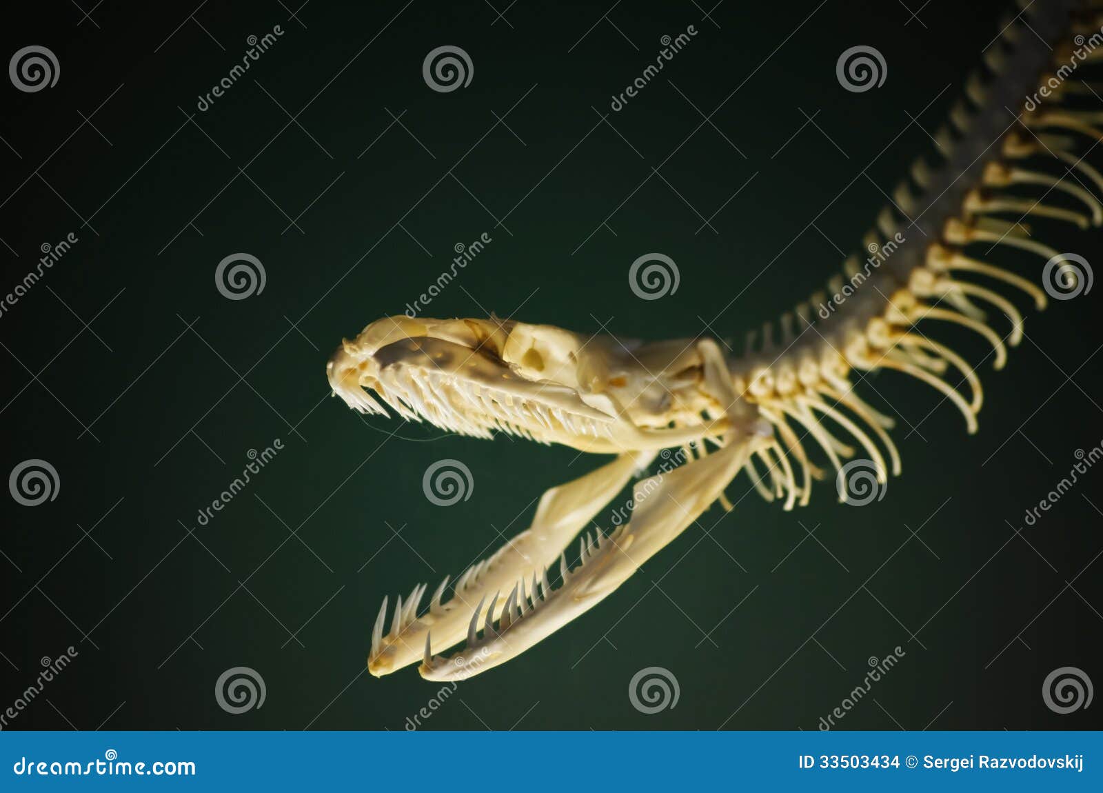 Snake Skeletal Anatomy