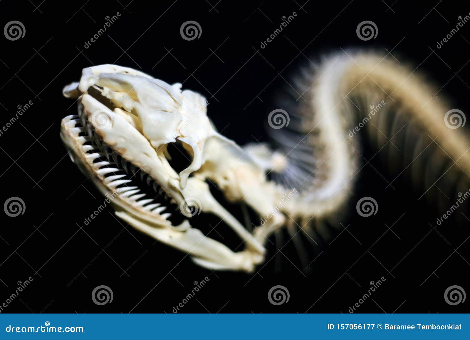 Snake Skeleton of Python. Bone Ribs on Black Background Image stock ...