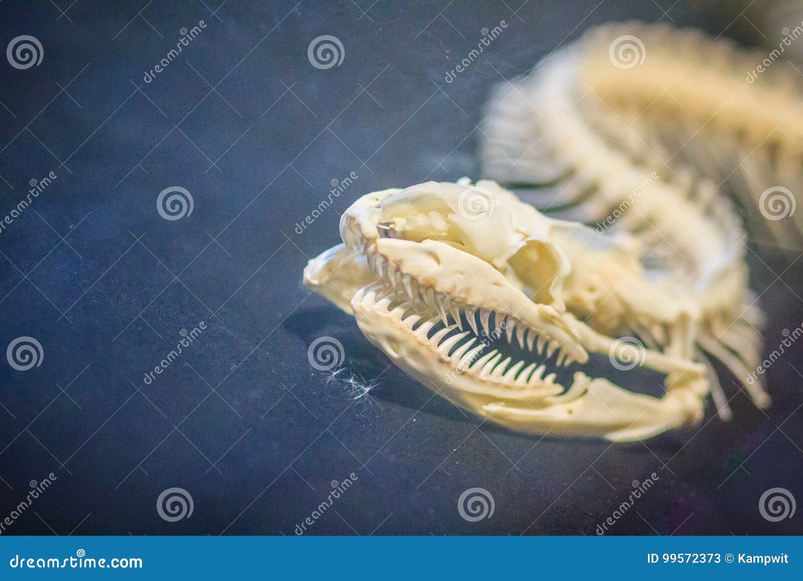 Snake Skeletons of Reticulated Python (Python Reticulatus). the Stock ...