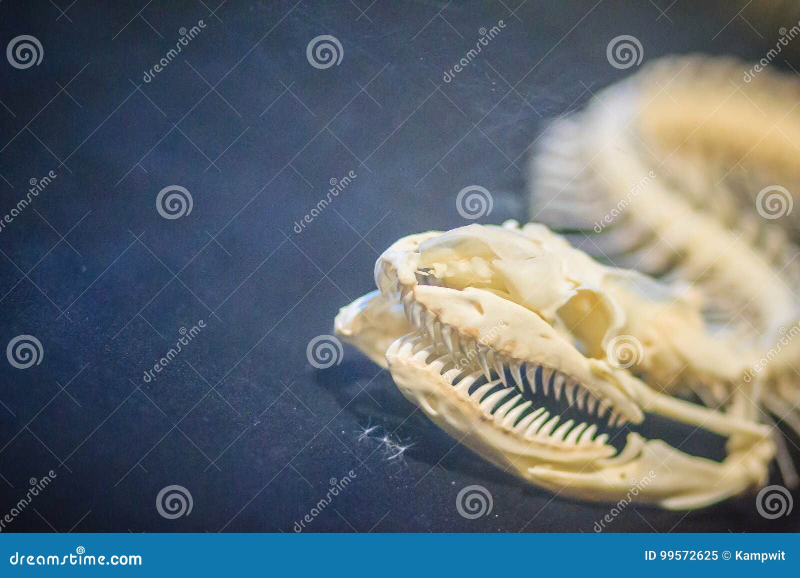 Snake Skeletons of Reticulated Python (Python Reticulatus). the Stock ... Snake Skeletons of Reticulated Python (Python Reticulatus). the Stock ...