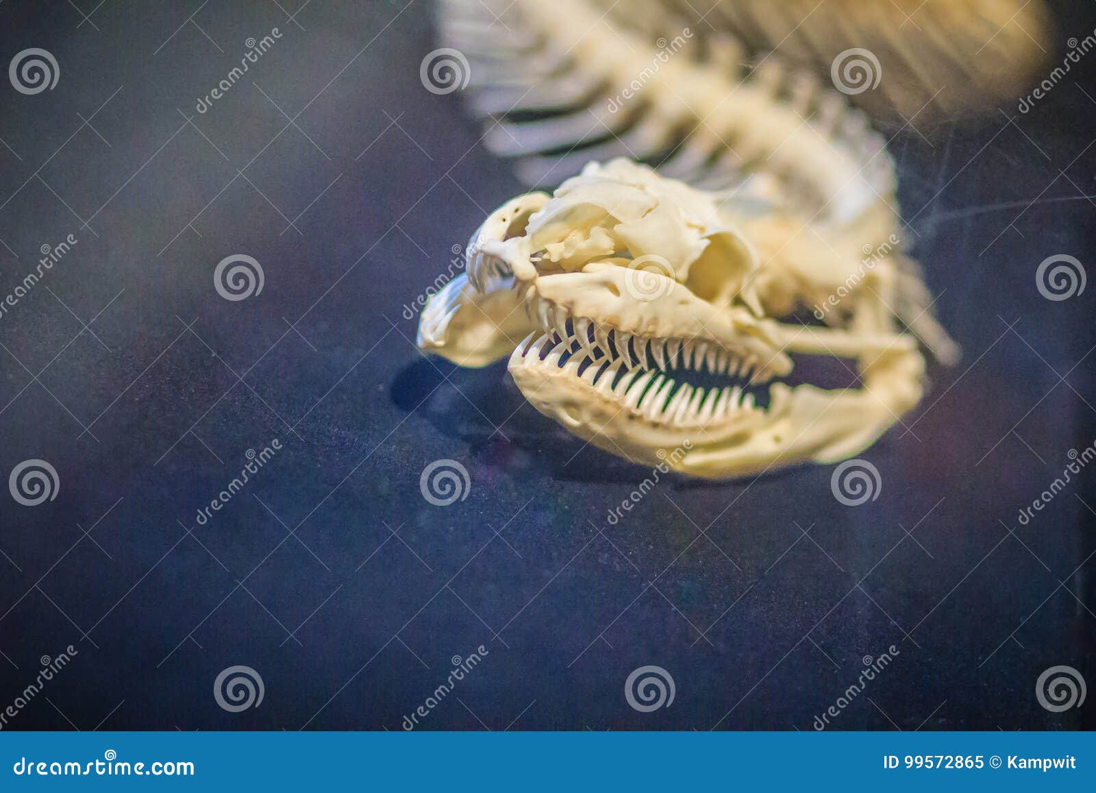 Snake Skeletons of Reticulated Python (Python Reticulatus). the Stock ...