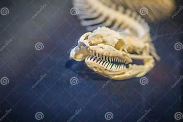 Snake Skeletons of Reticulated Python (Python Reticulatus). the Stock ...