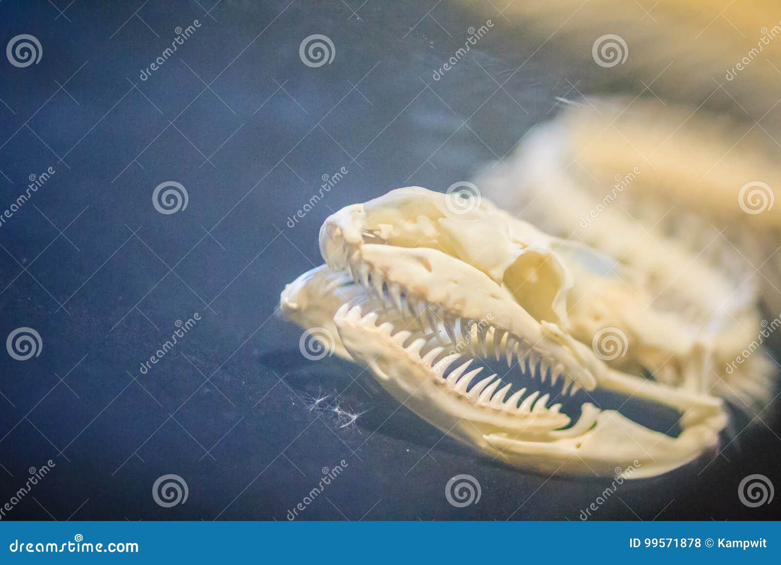 Snake Skeletons Of Reticulated Python (Python Reticulatus). The Royalty ...