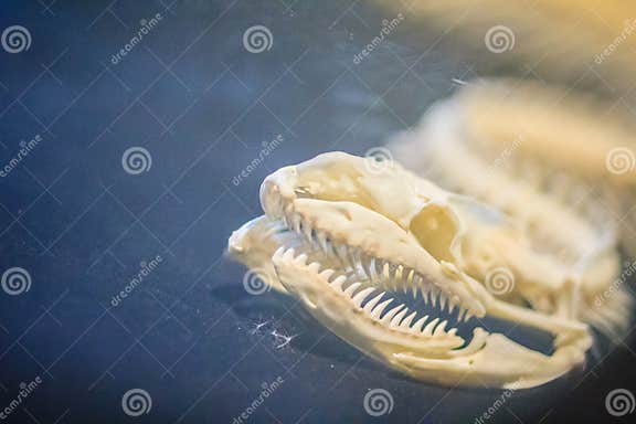 Snake Skeletons of Reticulated Python (Python Reticulatus). the Stock ...
