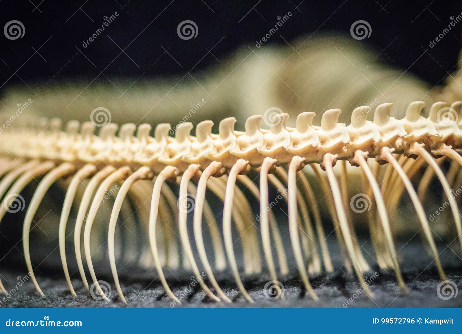Snake Skeletons of Reticulated Python (Python Reticulatus). the Stock ... Snake Skeletons of Reticulated Python (Python Reticulatus). the Stock ...