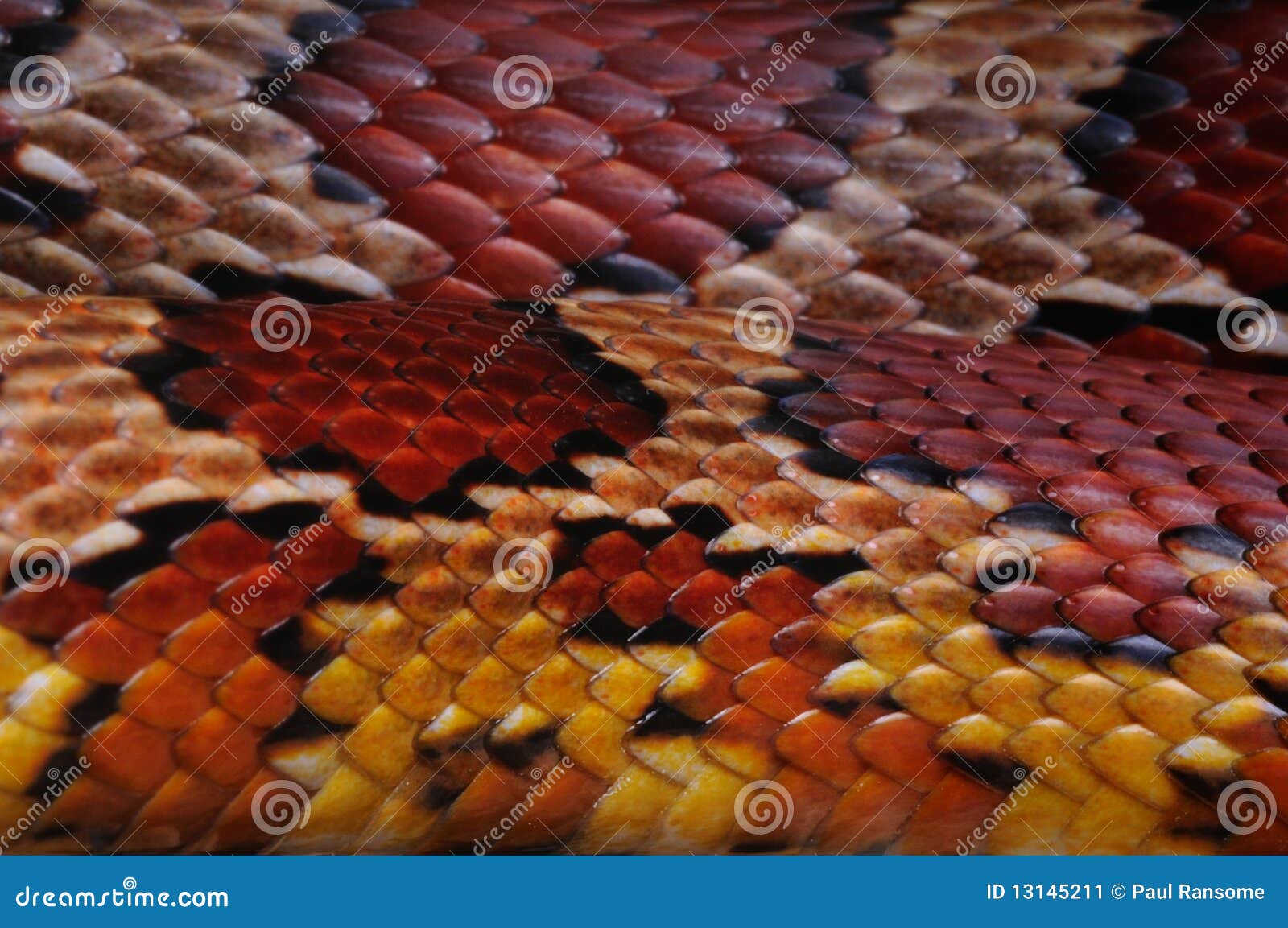 Snake Skin stock image. Image of snake, fashtion, shiney - 13145211