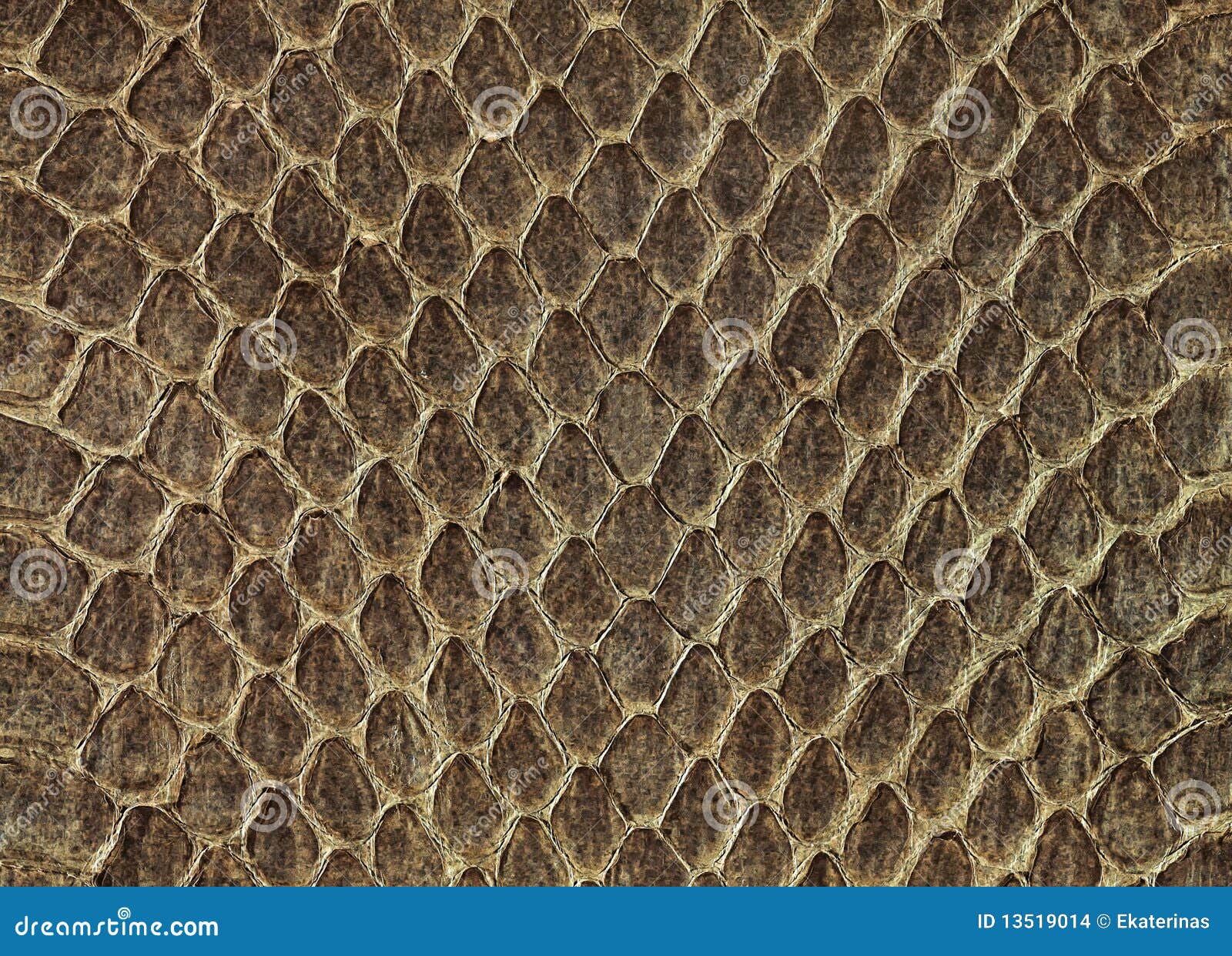 Snake skin stock photo. Image of fauna, animal, hide - 13519014