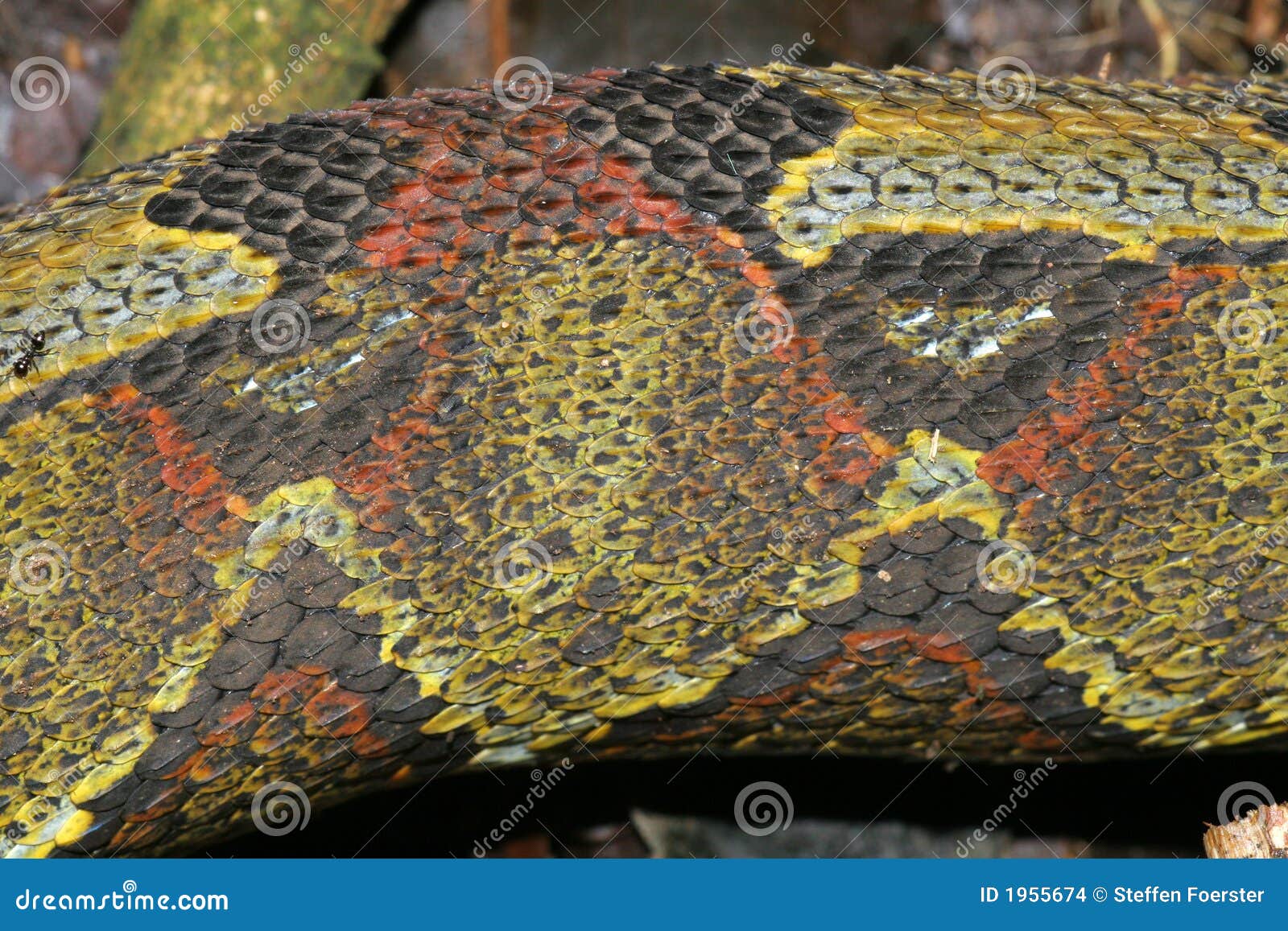 Rhino Viper Snake