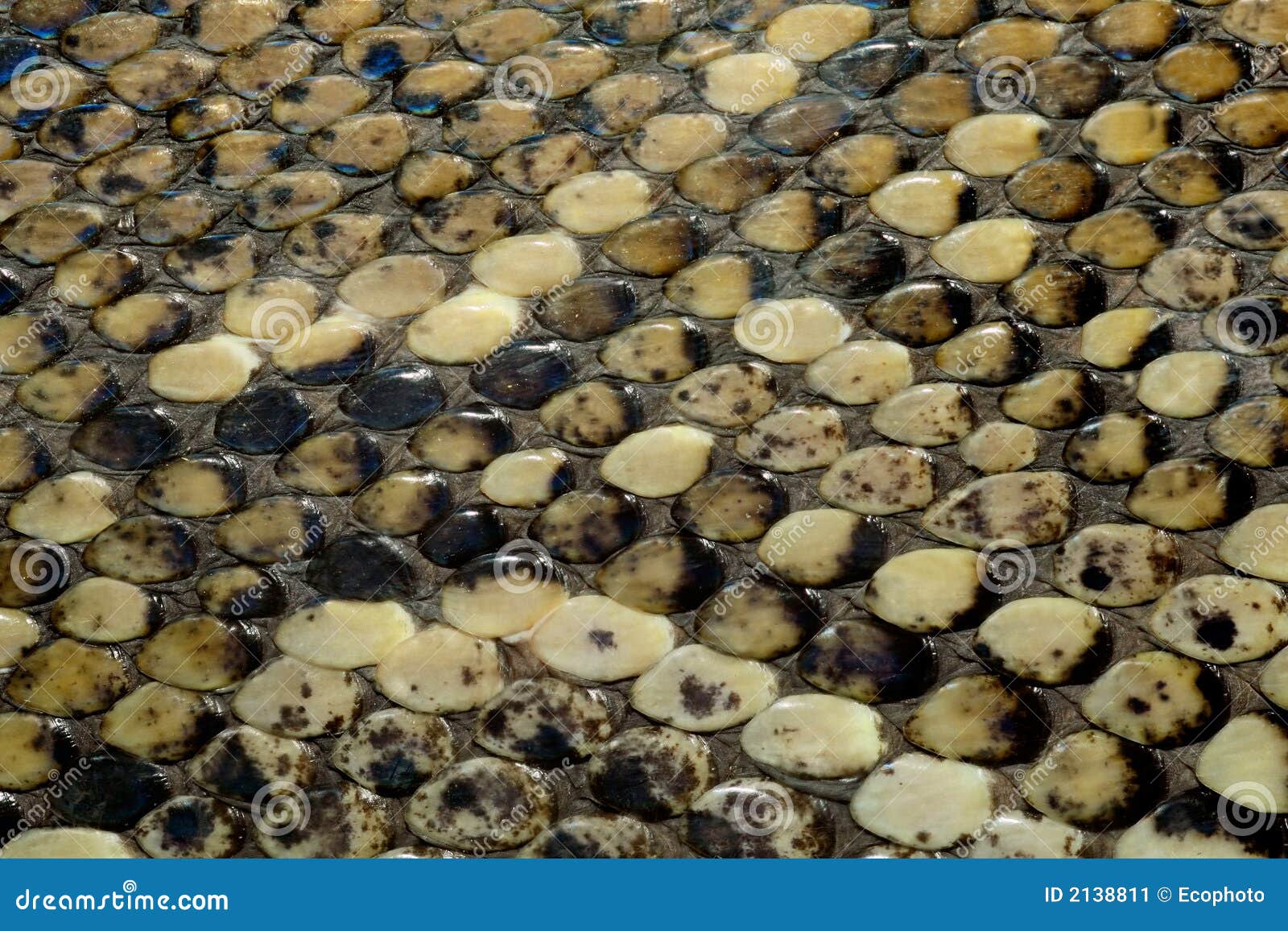 Snake skin stock image. Image of close, reptile, africa - 2138811
