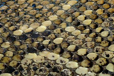 Snake skin stock image. Image of close, reptile, africa - 2138811