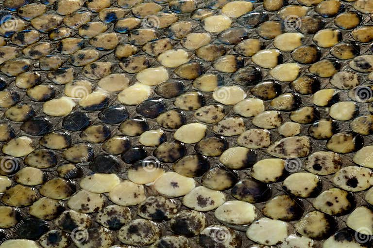 Snake skin stock image. Image of close, reptile, africa - 2138811