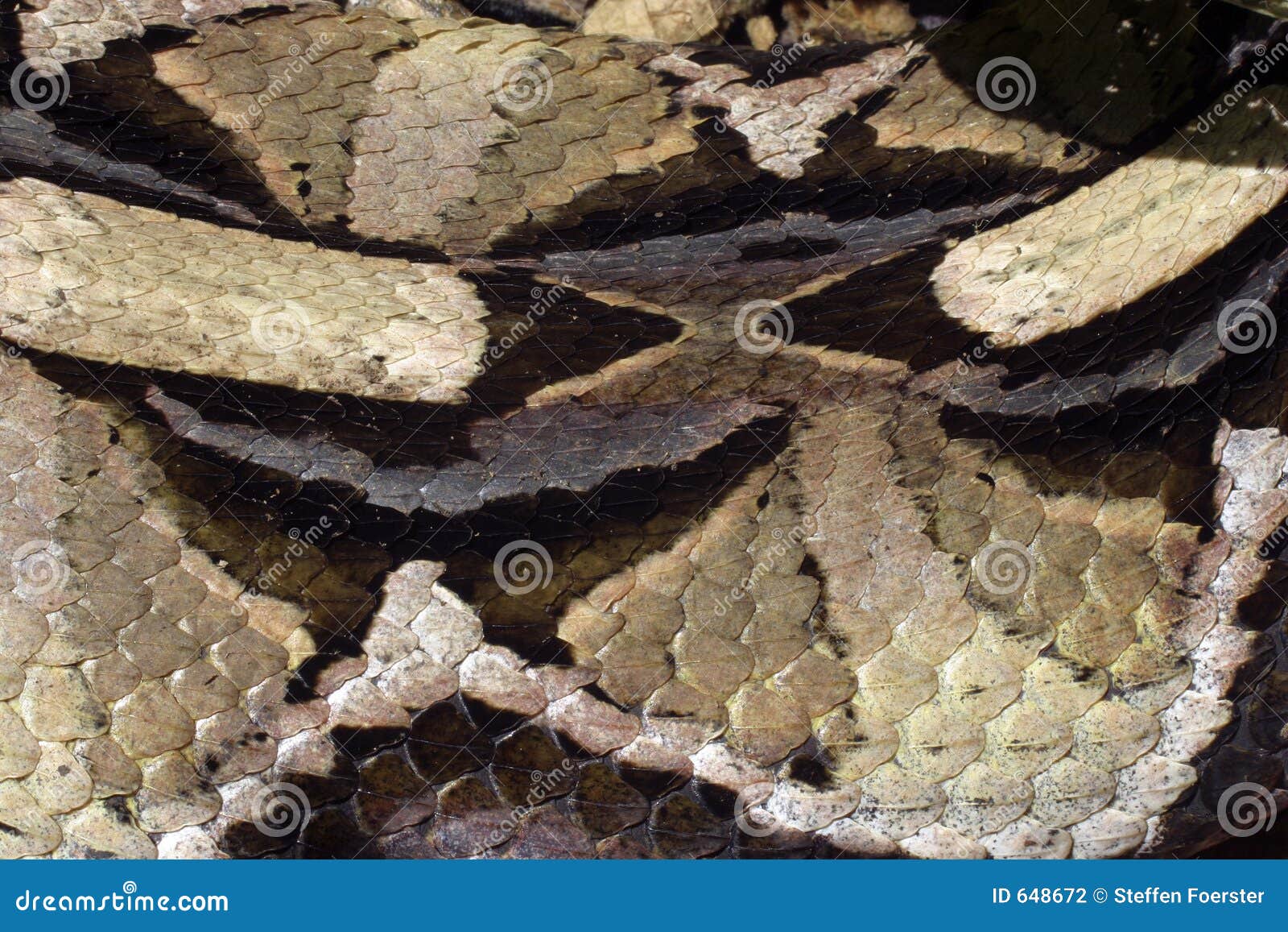 Snake skin stock photo. Image of reptile, colorful, skin - 648672