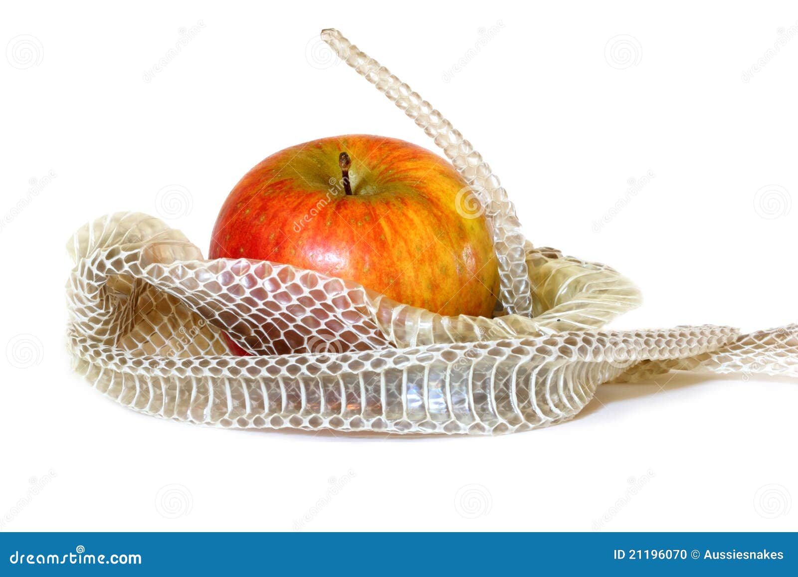 Snake Skin and Apple stock photo. Image of bible, knowledge - 21196070