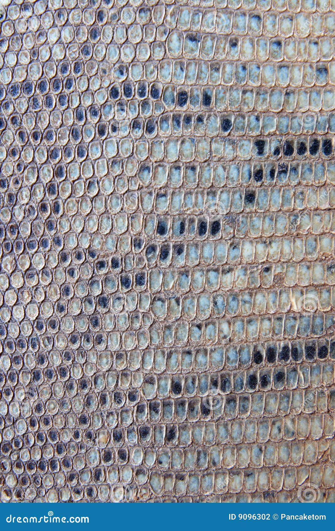 Snake skin background stock photo. Image of snake, flat - 9096302