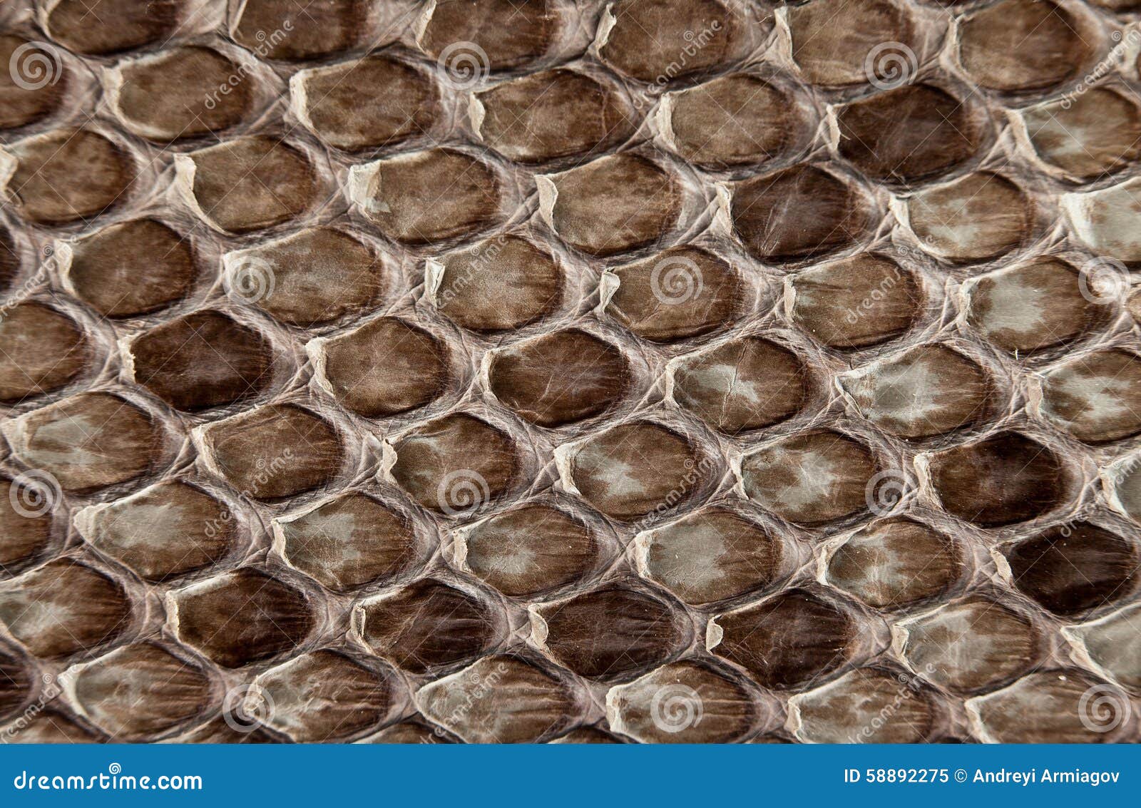 Snake skin. stock image. Image of reptile, material, pattern - 58892275